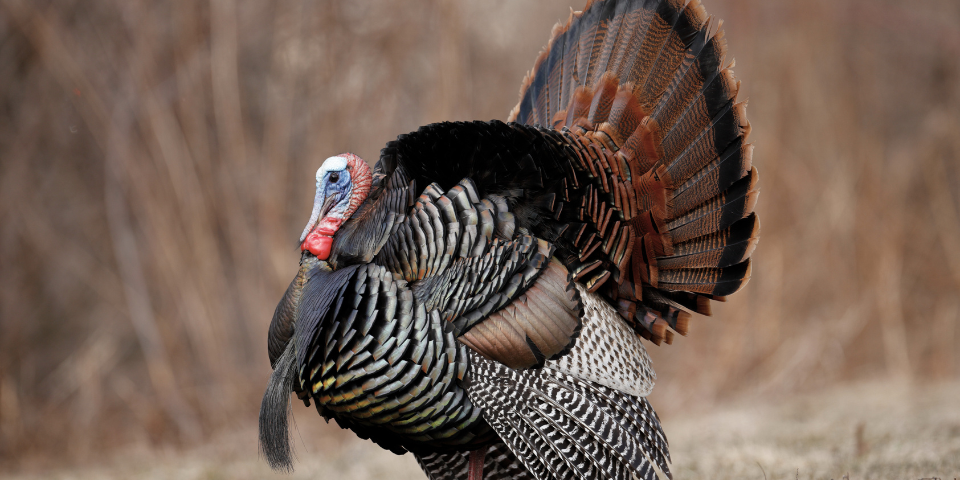 Spring Turkey Hunting - Lessons Learned